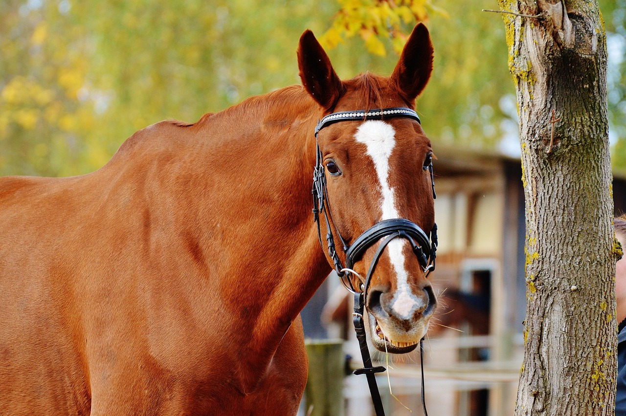 Cheval Animal Amusement - Photo gratuite sur Pixabay - Pixabay