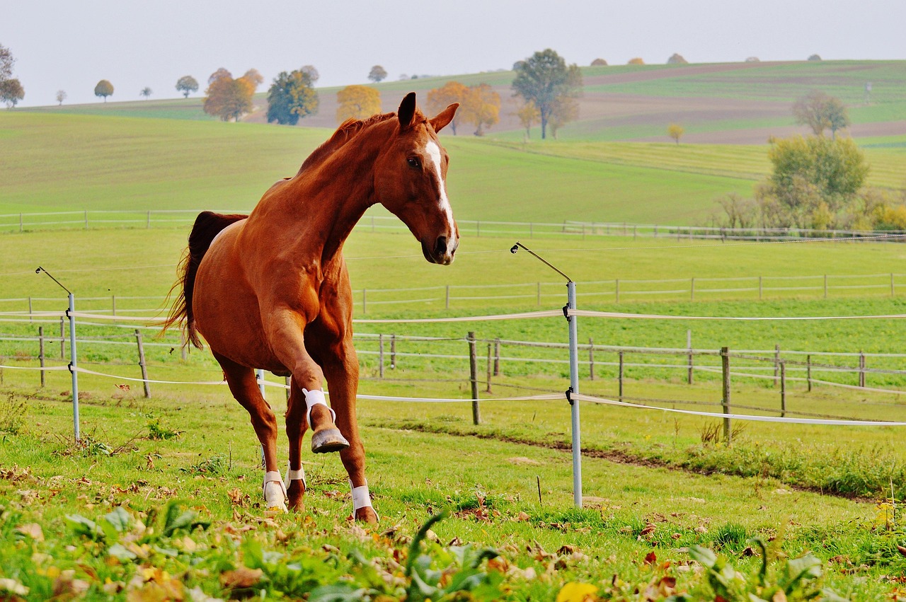 Pferd Tier Reiten - Kostenloses Foto auf Pixabay