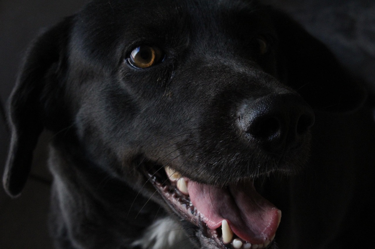 Hond Zwarte Blije - Gratis foto op Pixabay - Pixabay