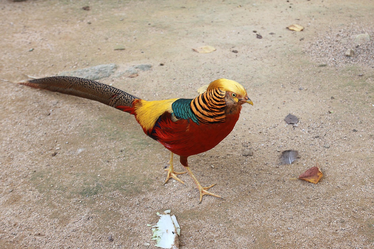 Faisanes Rojos Dorados Pavo Real - Foto gratis en Pixabay - Pixabay