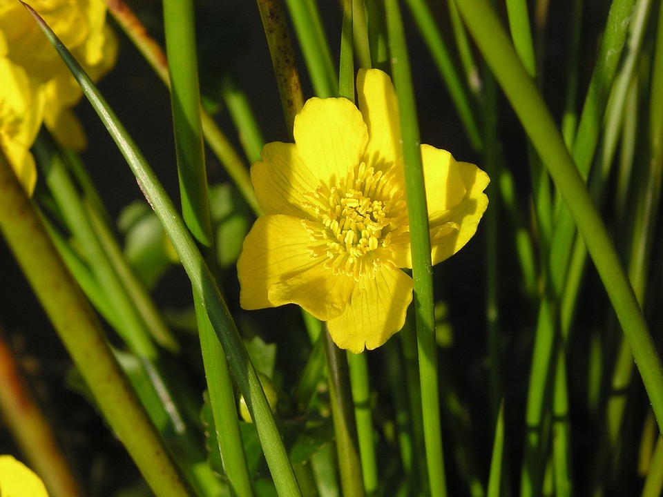Buttercup Garden Plant Yellow - Free photo on Pixabay - Pixabay