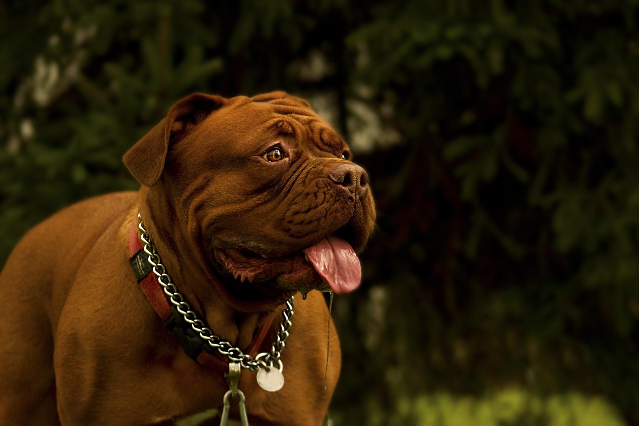 Burgundy French Dog - Free photo on Pixabay - Pixabay