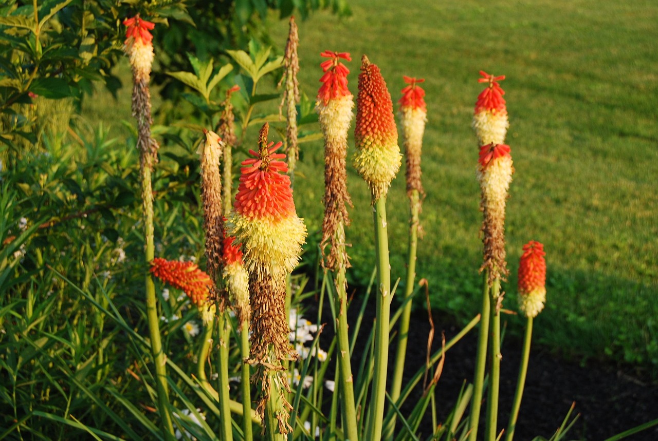 Plant Red Hot Pokers - Free photo on Pixabay - Pixabay