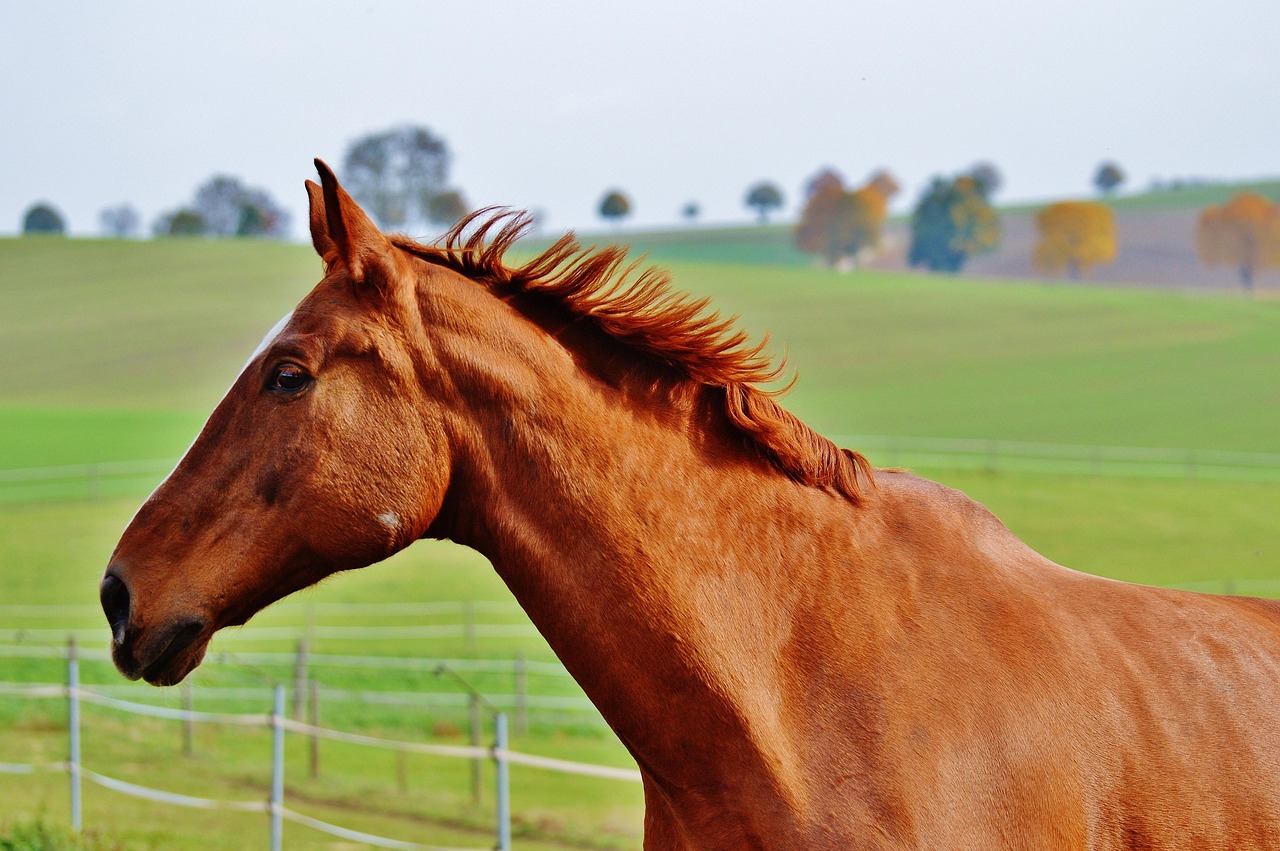 Pferd Tier Reiten - Kostenloses Foto auf Pixabay