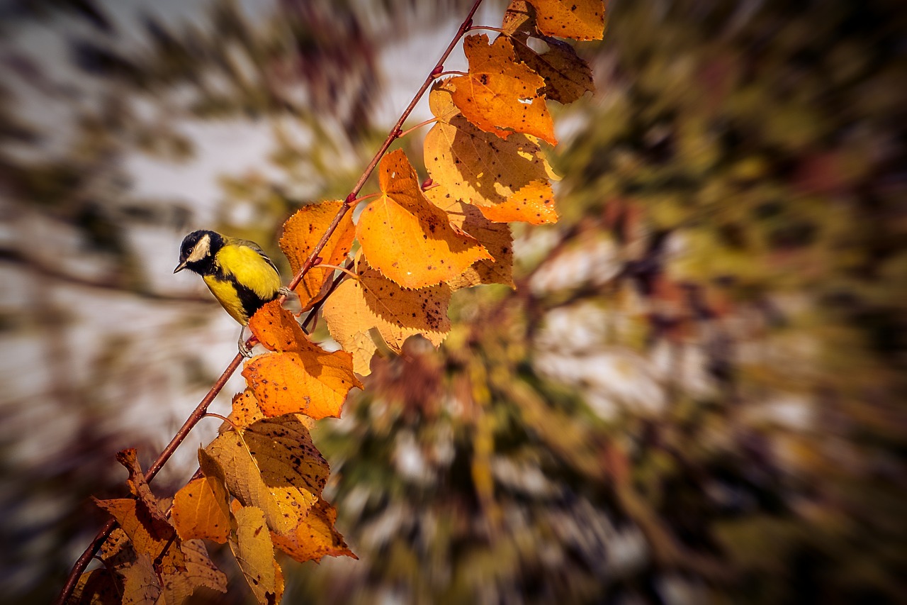 40,000+ ฟรี Birds In Autumn & ธรรมชาติ รูปภาพ - Pixabay