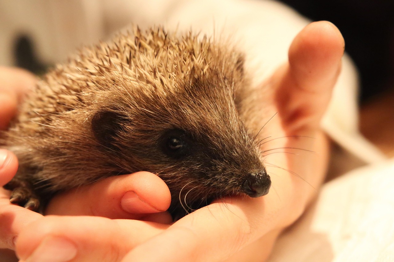 Sea Urchin Mammals Breeding - Free photo on Pixabay - Pixabay