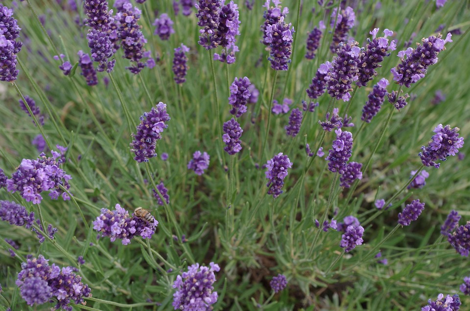 Lavender Bunga-Bunga - Foto gratis di Pixabay - Pixabay
