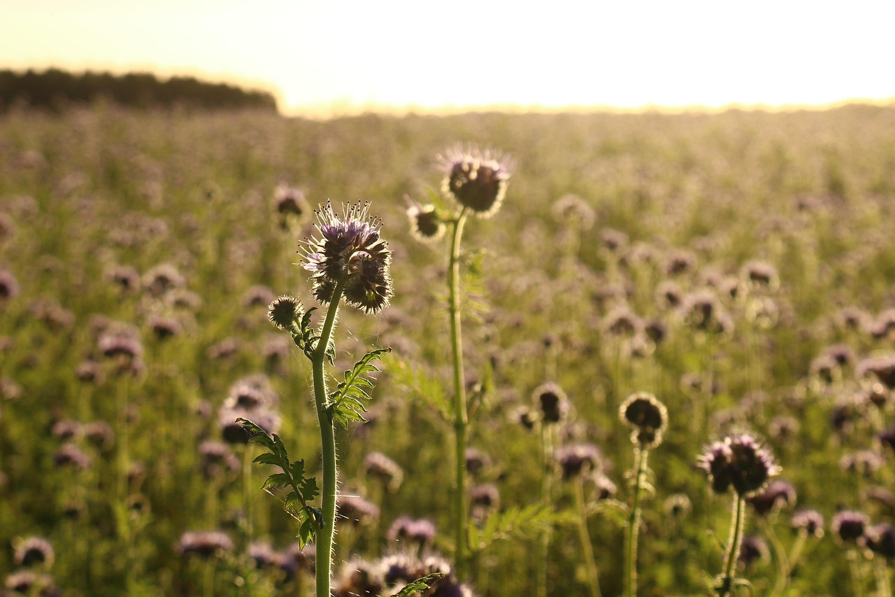 Landscape Bee Pasture Phacelia - Free photo on Pixabay - Pixabay