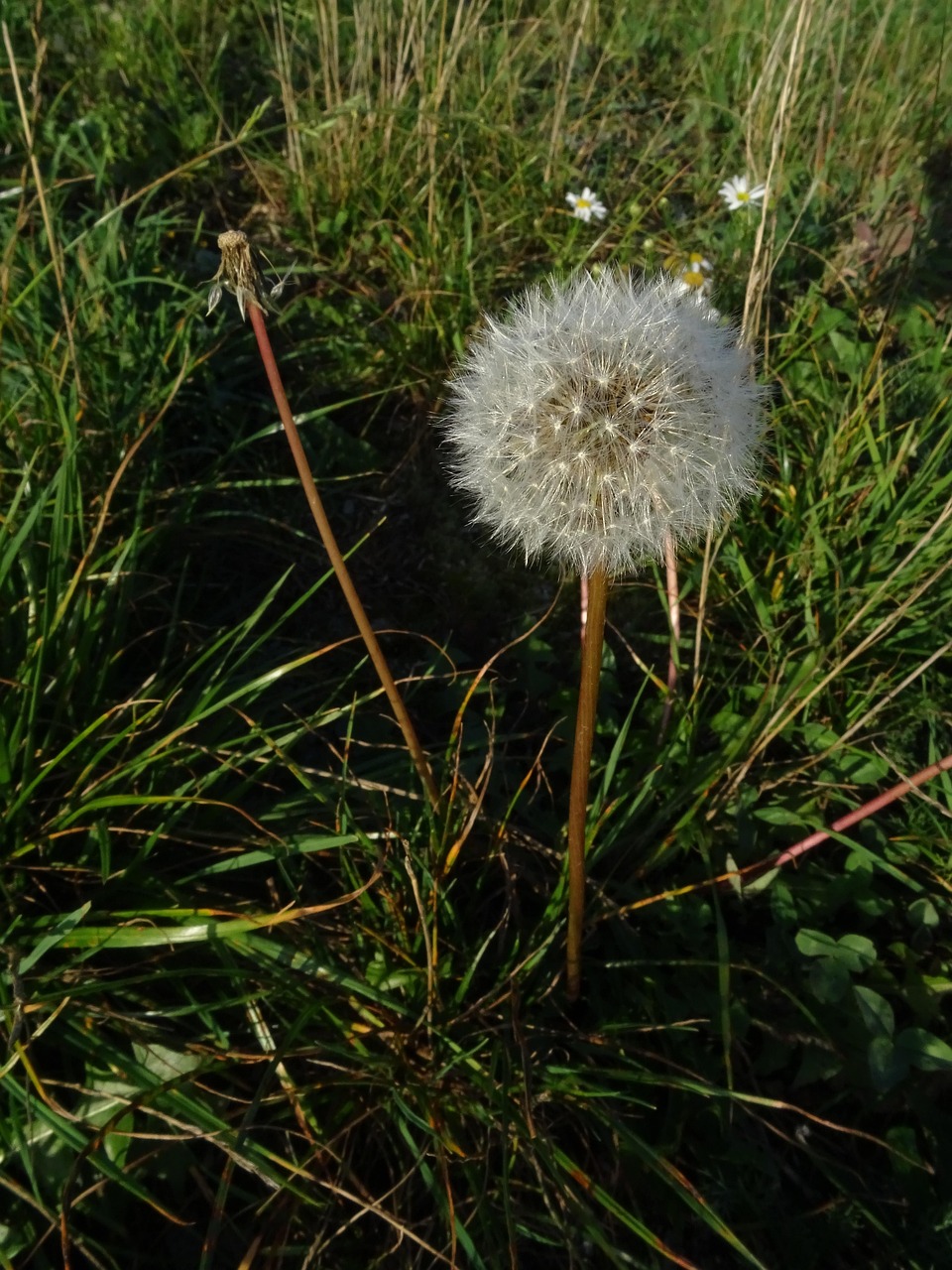 Diente De León Prado Flor Flores - Foto gratis en Pixabay - Pixabay