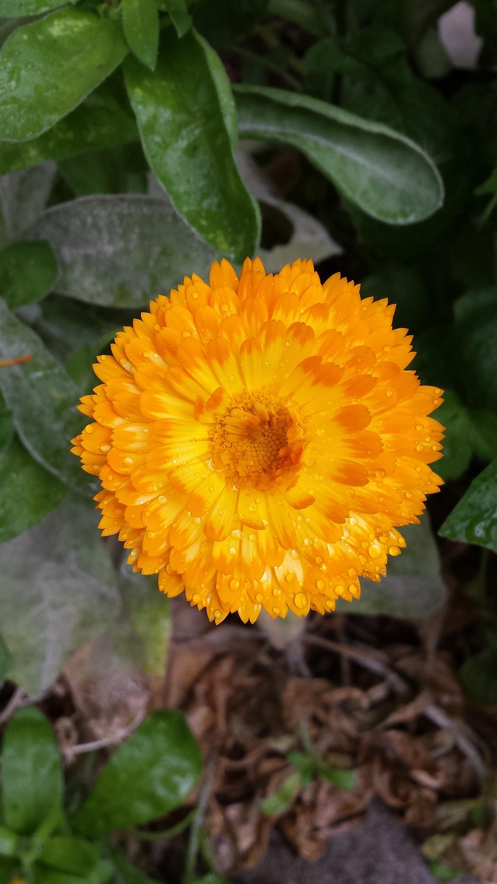 Calendula Fleur Orange - Photo gratuite sur Pixabay - Pixabay