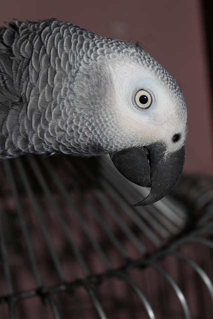 Grey Parrot Bird - Free photo on Pixabay