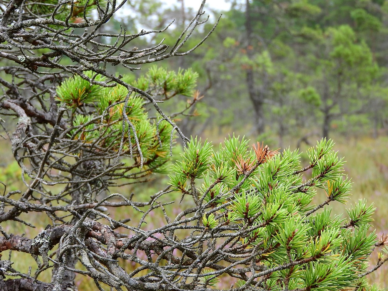 Pine Mud Peat Bog - Free photo on Pixabay - Pixabay