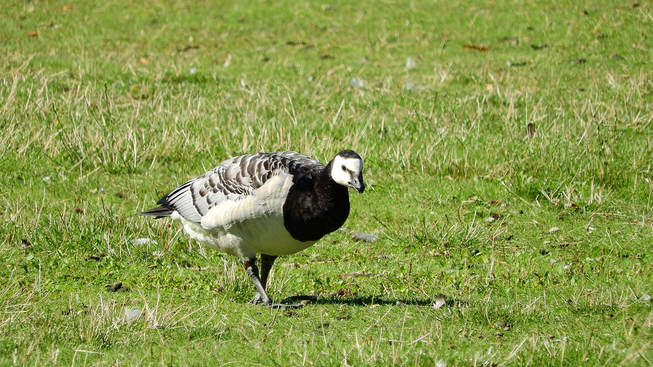 30+ Free Goose Face & Goose Images - Pixabay