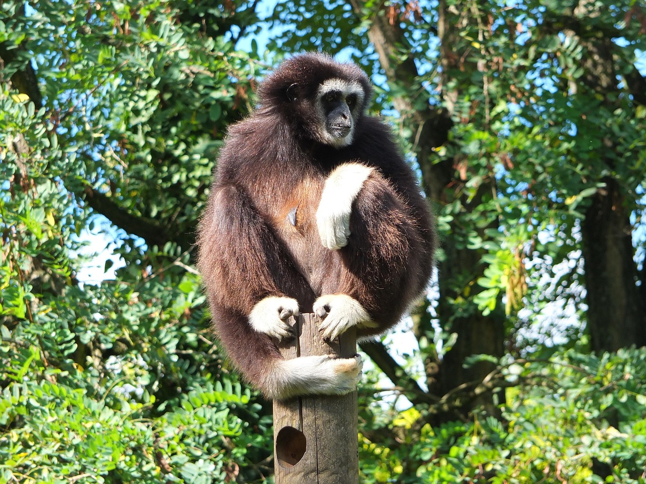 100+ Free Gibbon & Monkey Images - Pixabay