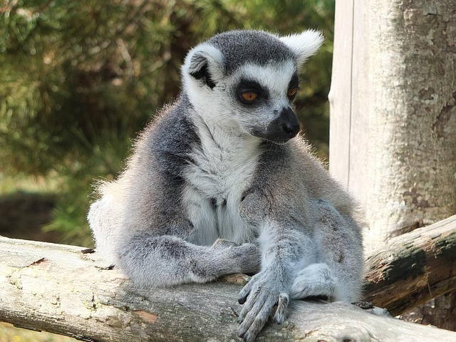 Monkey Lemur Maki Catta - Free photo on Pixabay