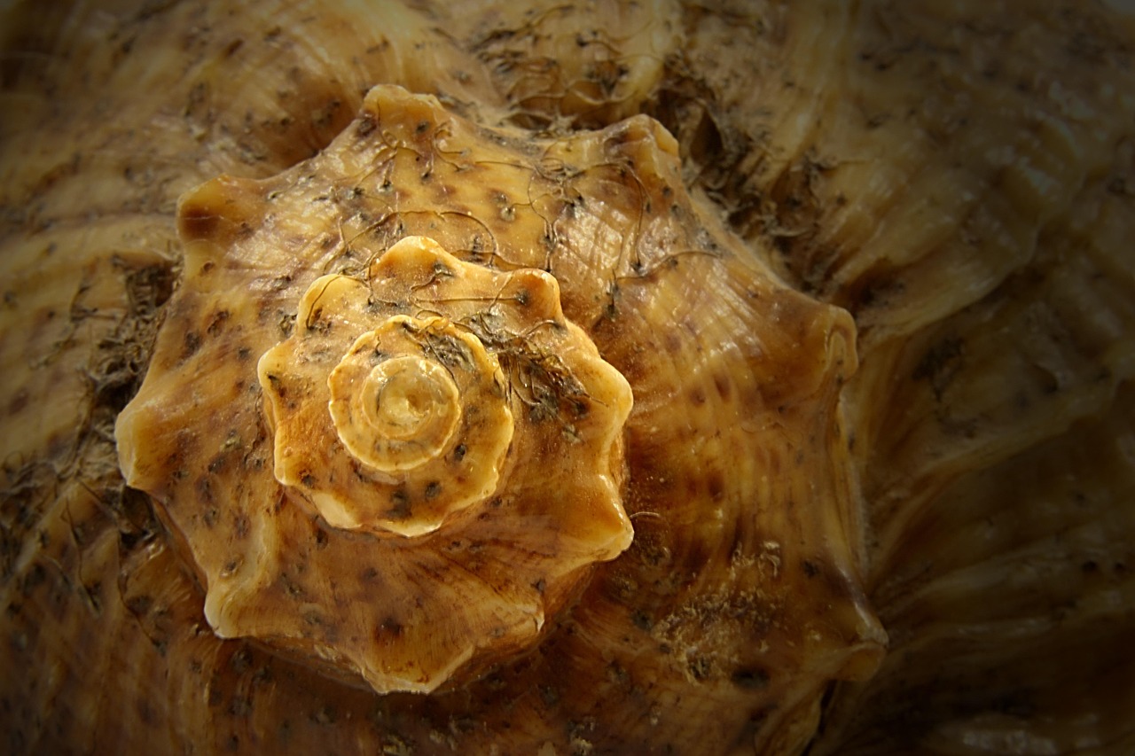 Muscheln Marine Isoliert - Kostenloses Foto auf Pixabay - Pixabay