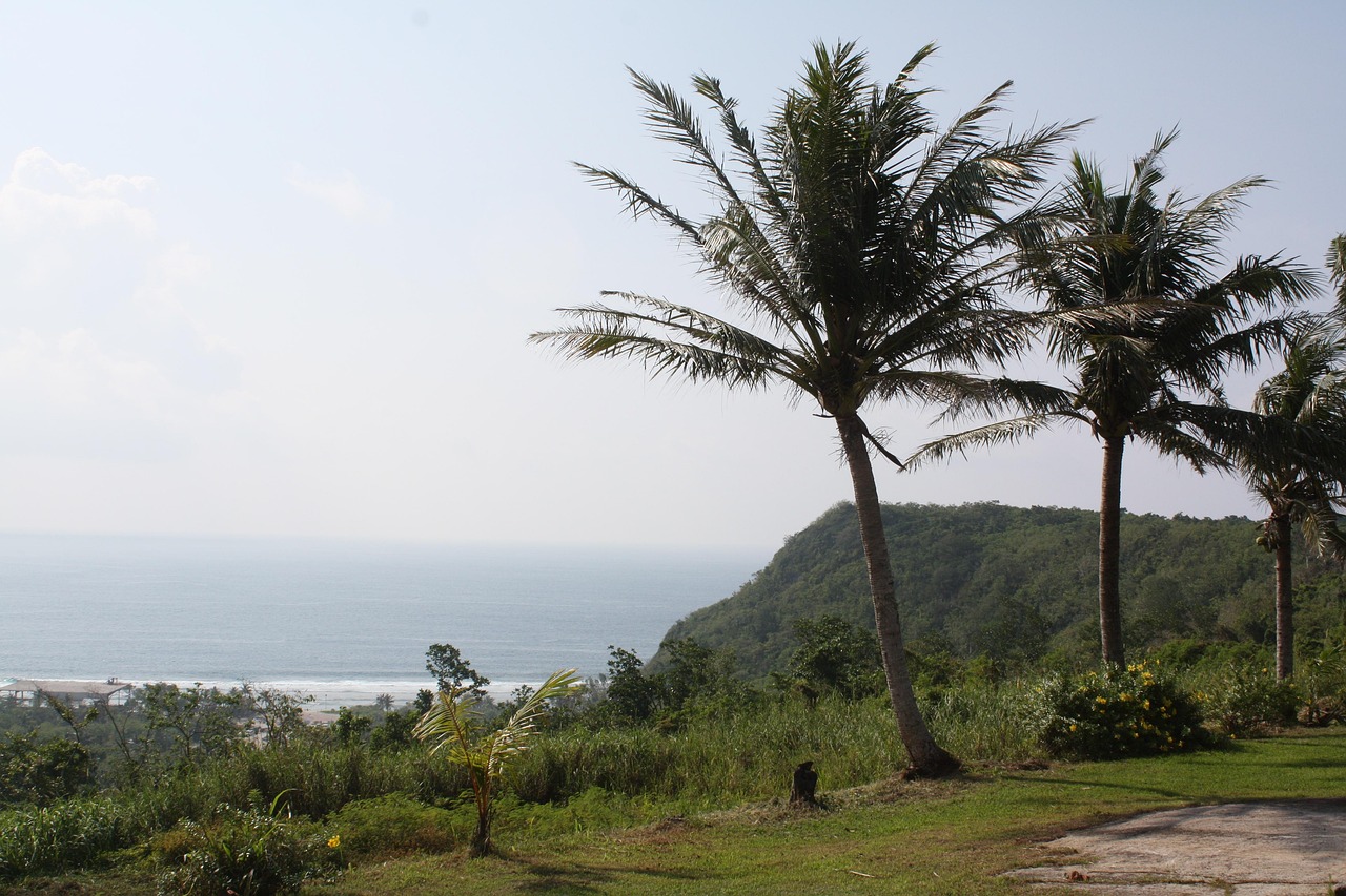 Natur Palme - Kostenloses Foto auf Pixabay - Pixabay