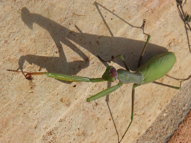 7,000+ Free Preying Mantis & Mantis Images - Pixabay