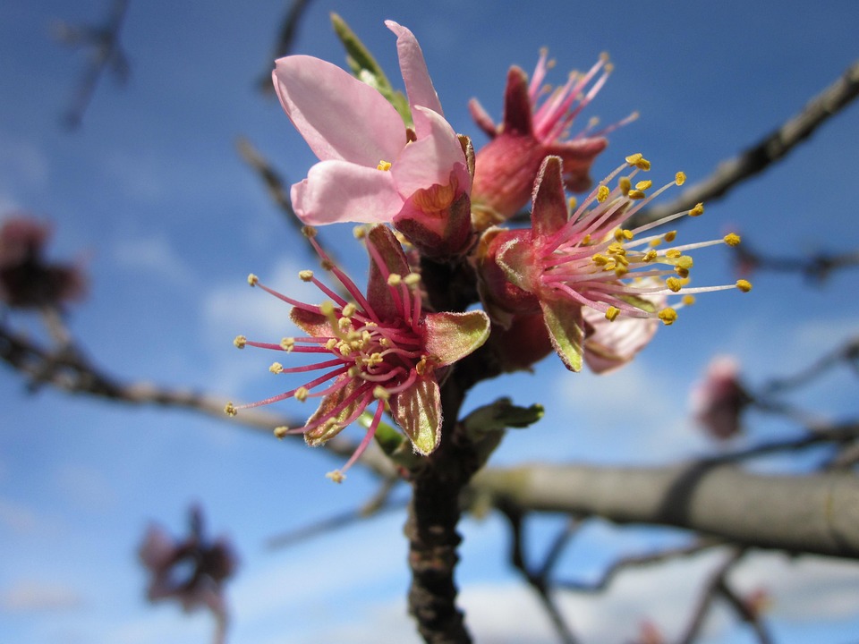 Pohon Almond Bunga - Foto gratis di Pixabay - Pixabay