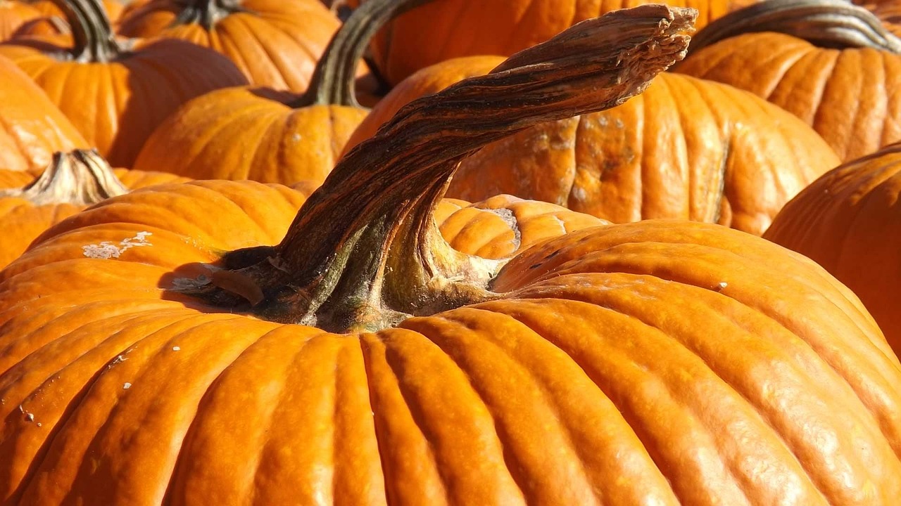 Pumpkin Holiday Season - Free photo on Pixabay - Pixabay
