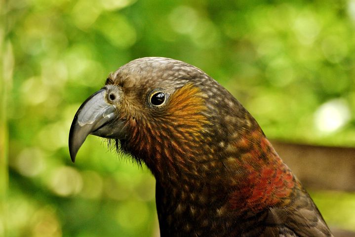 200+ Free Birds Of New Zealand & New Zealand Images - Pixabay