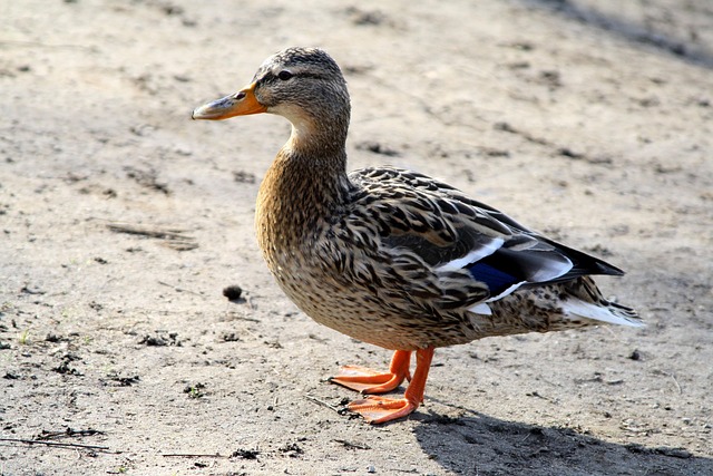 Duck Water Nature Wild - Free photo on Pixabay