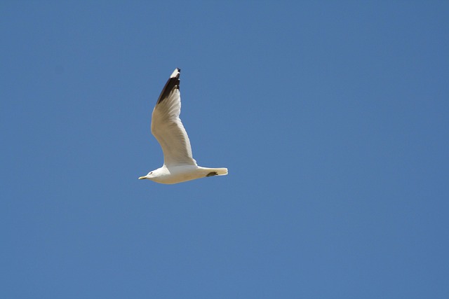 Mouette Oiseau La Nature Des - Photo gratuite sur Pixabay - Pixabay