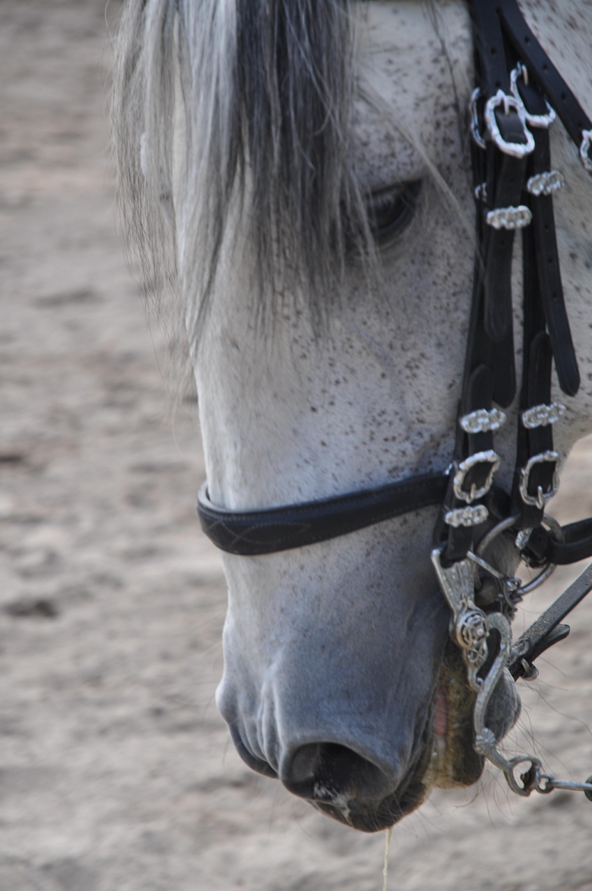Caballo Rostro Retrato - Foto gratis en Pixabay - Pixabay