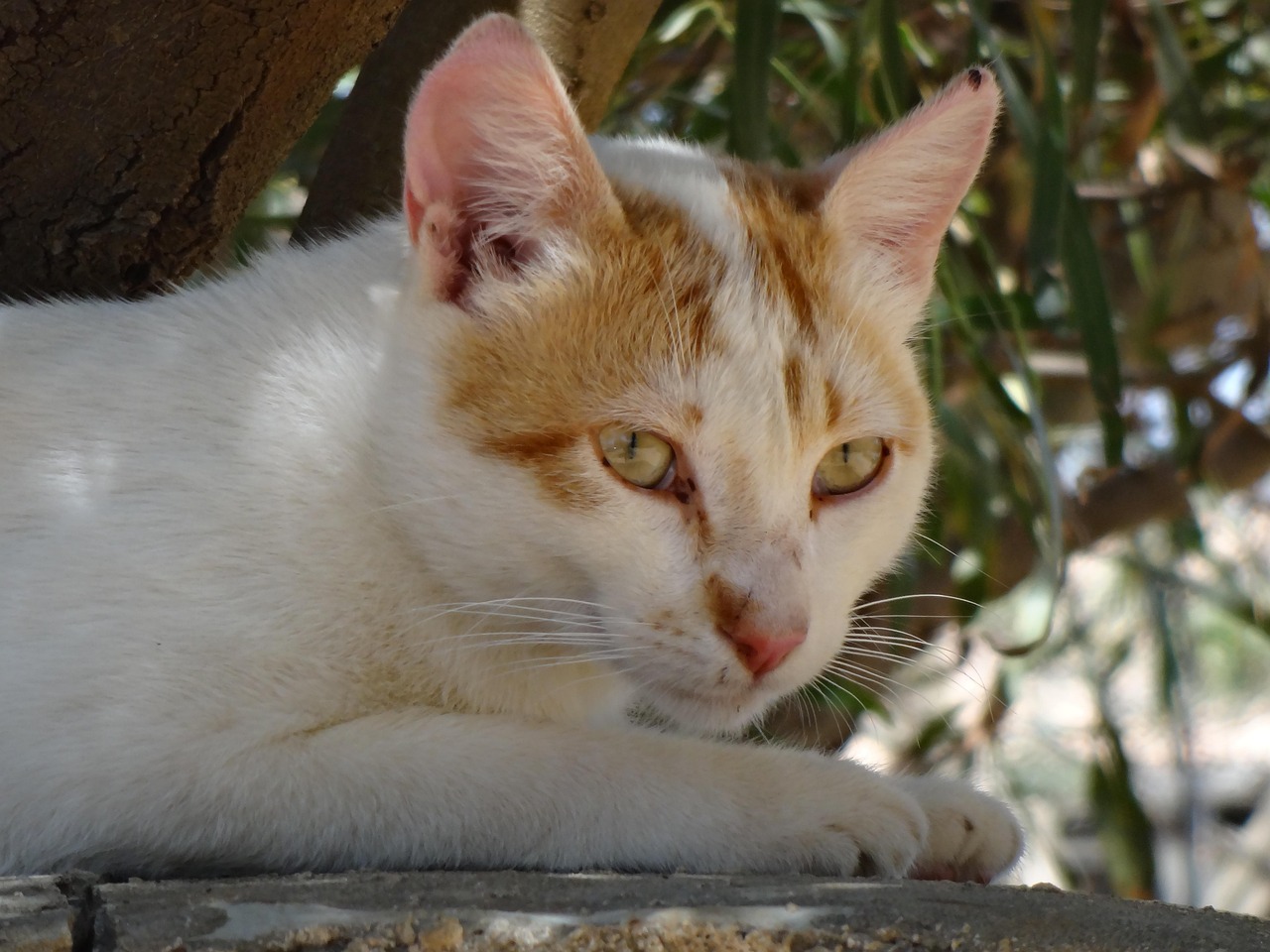 80+ Free Bugiarda & Cat Photos - Pixabay