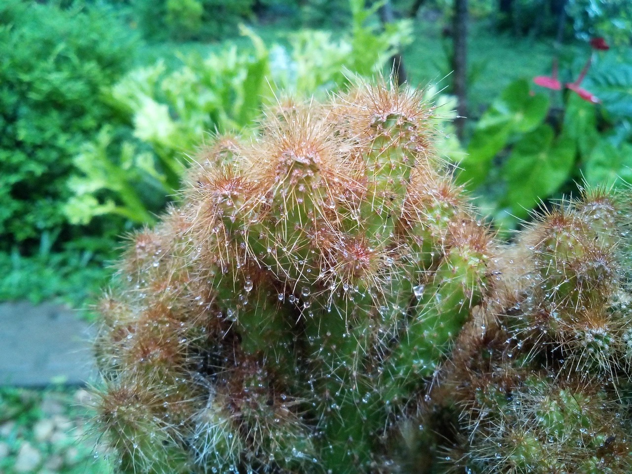 Cactus Jardin Plantes - Photo gratuite sur Pixabay - Pixabay Cactus Jardin Plantes - Photo gratuite sur Pixabay - Pixabay