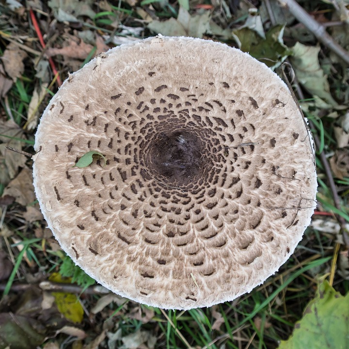 Champiñón Boletes Anillo Hongo De - Foto gratis en Pixabay