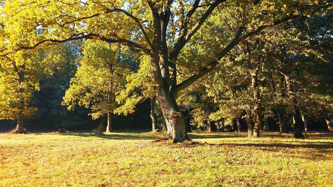 Paysage Des Arbres - Photo gratuite sur Pixabay - Pixabay