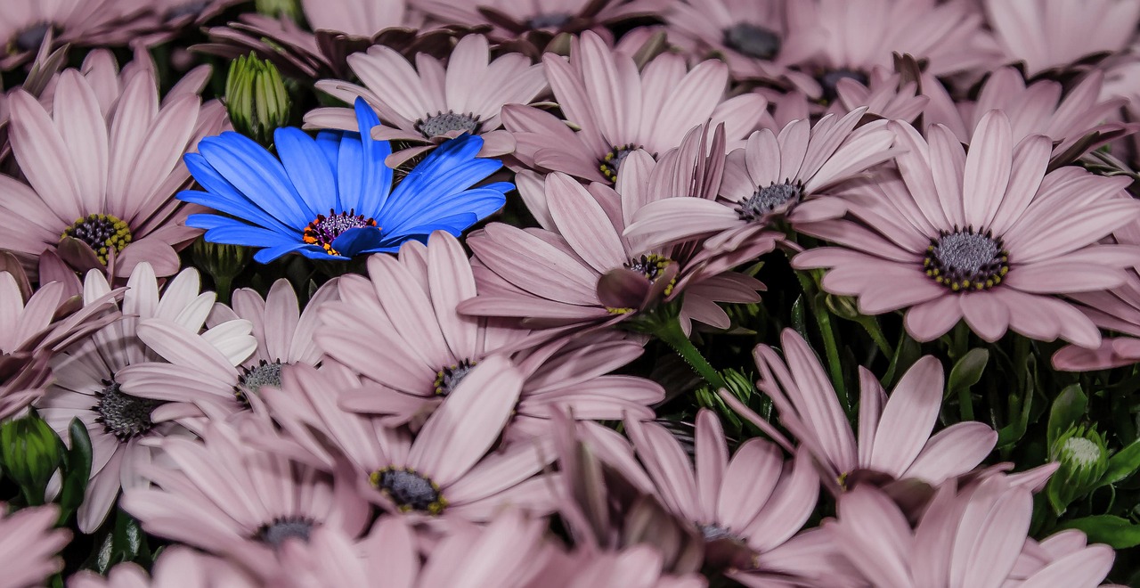 Bunga-Bunga Osteospernum Biru - Foto gratis di Pixabay - Pixabay