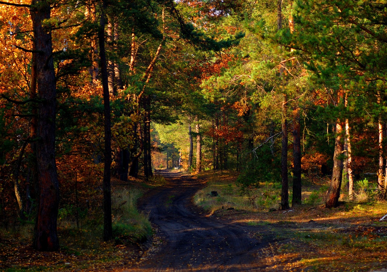 Façon Forêt Des Arbres - Photo gratuite sur Pixabay - Pixabay