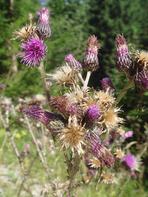 Thistle Plant Spur - Free photo on Pixabay - Pixabay
