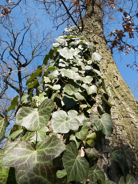 Baum Äste Baumstamm - Kostenloses Foto auf Pixabay - Pixabay