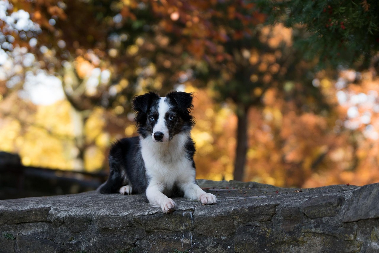 Australian Shepherd Mini Dog Wall - Free photo on Pixabay