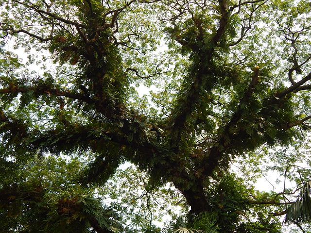 100+ Free Big Tree Branches & Big Images - Pixabay