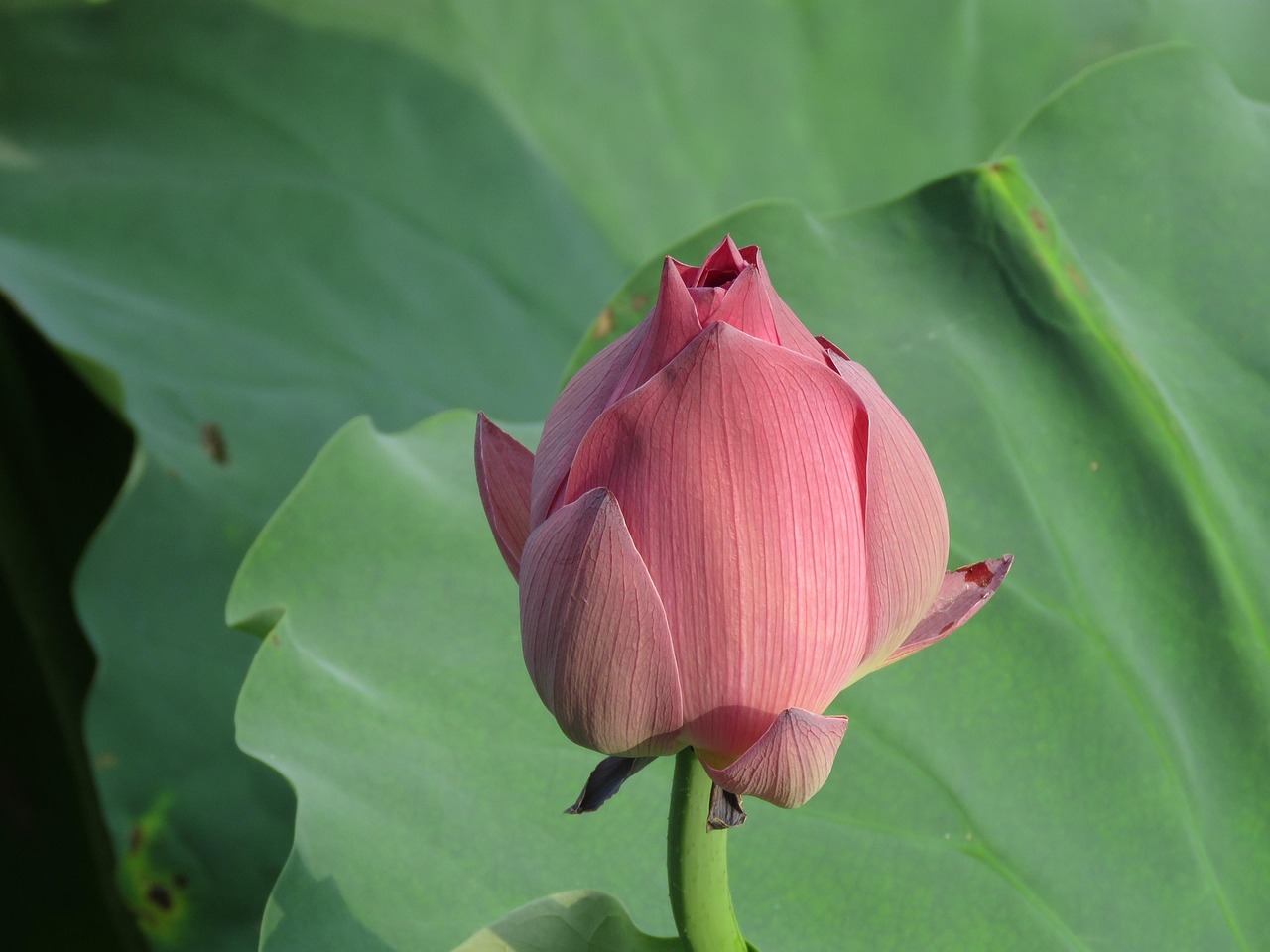 Lotus Flower Plant - Free photo on Pixabay - Pixabay