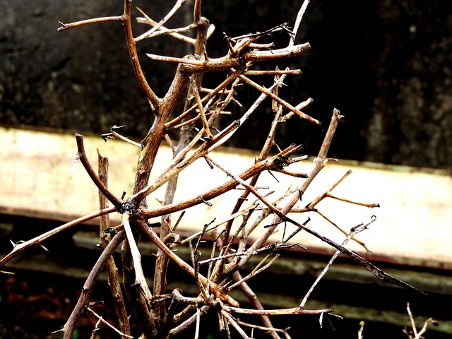 Dry Twigs Sheets Still - Free photo on Pixabay - Pixabay
