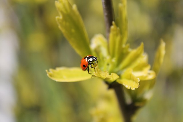 Mariquita Jardín Insecto - Foto gratis en Pixabay - Pixabay