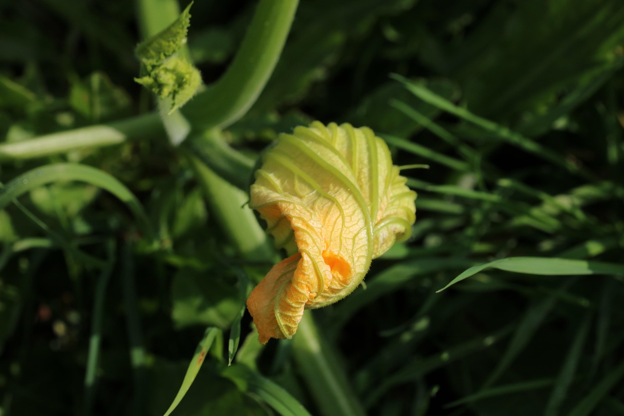 Fleur Citrouille La Nature - Photo gratuite sur Pixabay - Pixabay