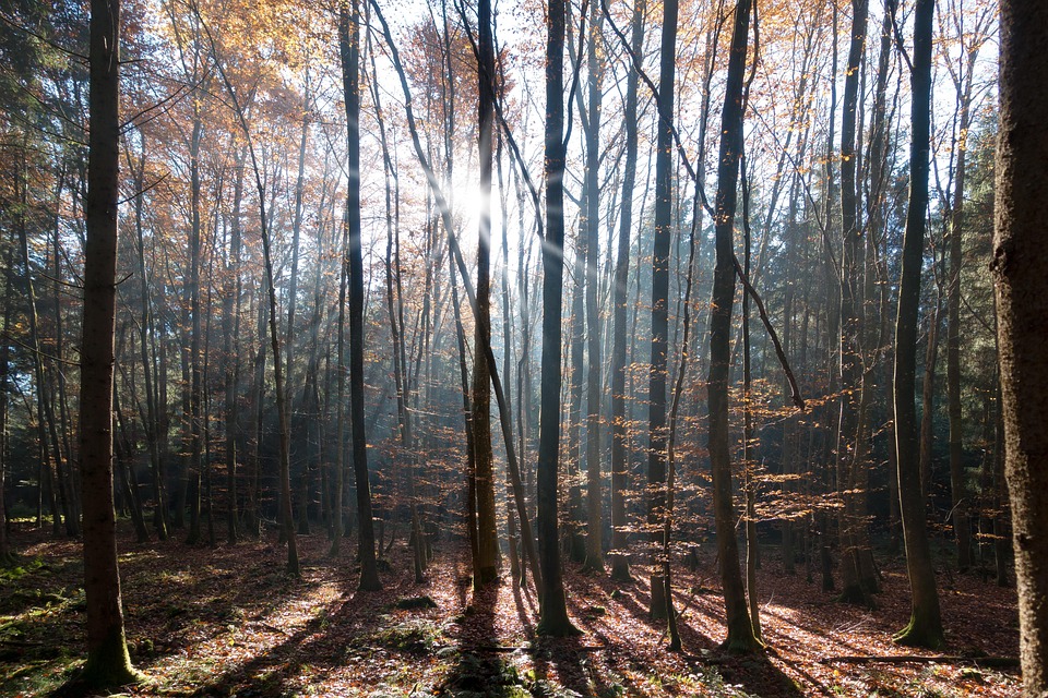 Buche Wald Laubbaum - Kostenloses Foto auf Pixabay