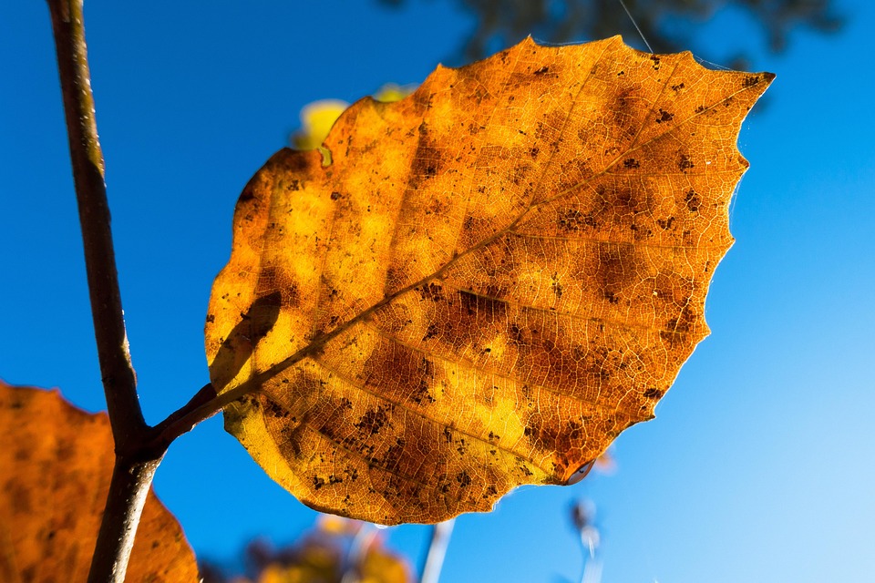 Leaf Beech Fall - Free photo on Pixabay - Pixabay