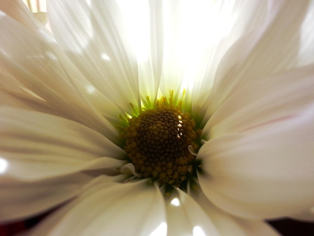 Fleur Blanche Nature - Photo gratuite sur Pixabay - Pixabay
