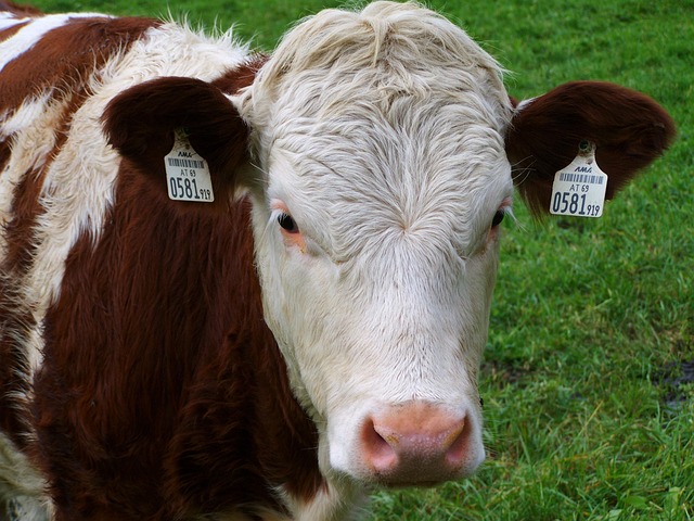 Portrait De Vache Brune Et - Photo gratuite sur Pixabay - Pixabay