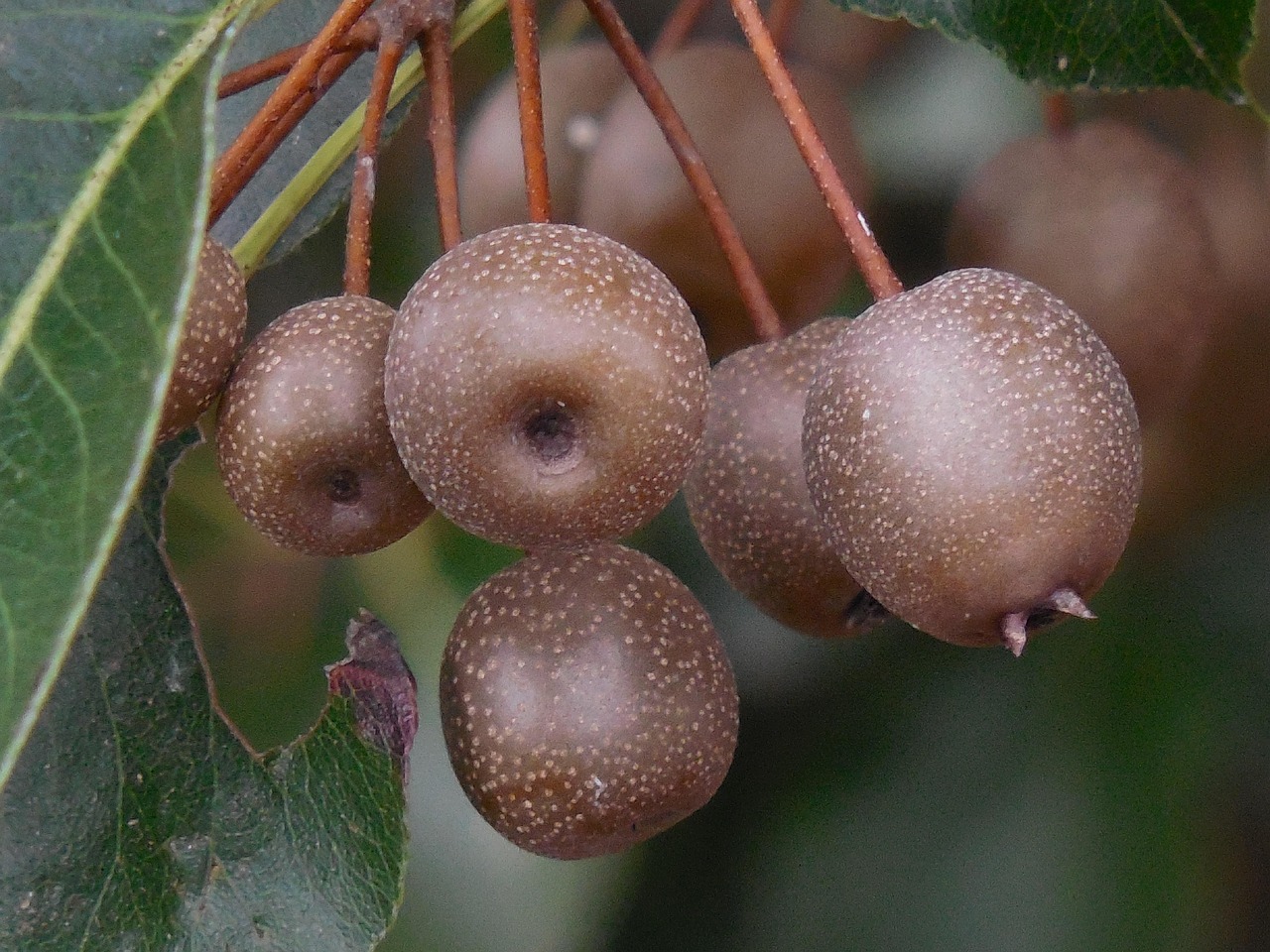 Ornamental Pera Fruta - Foto gratis en Pixabay - Pixabay