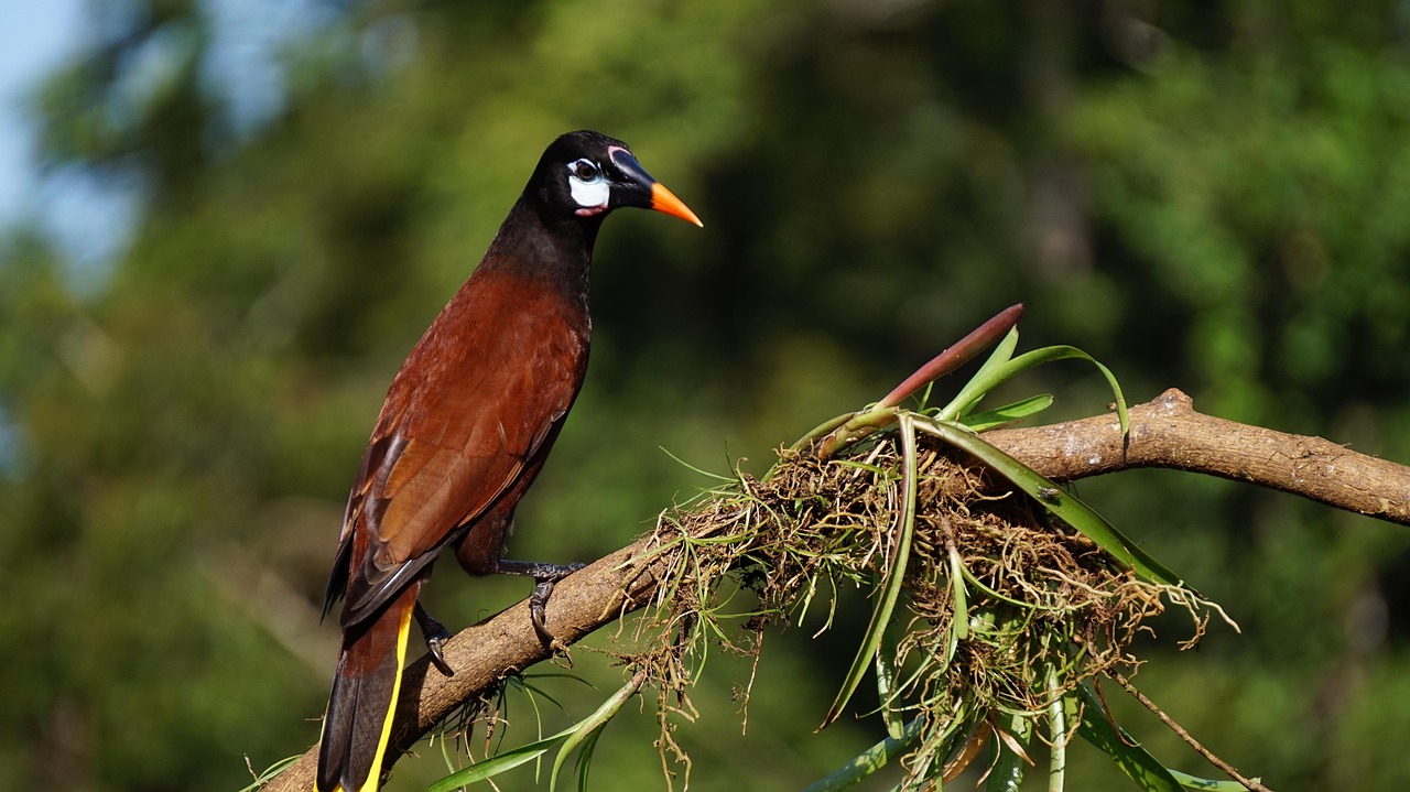 Más de 50 fotos de Oropendola y Naturaleza gratis - Pixabay