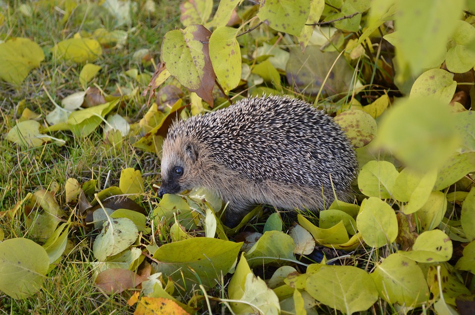 Egel Tuin Stekelig - Gratis foto op Pixabay - Pixabay