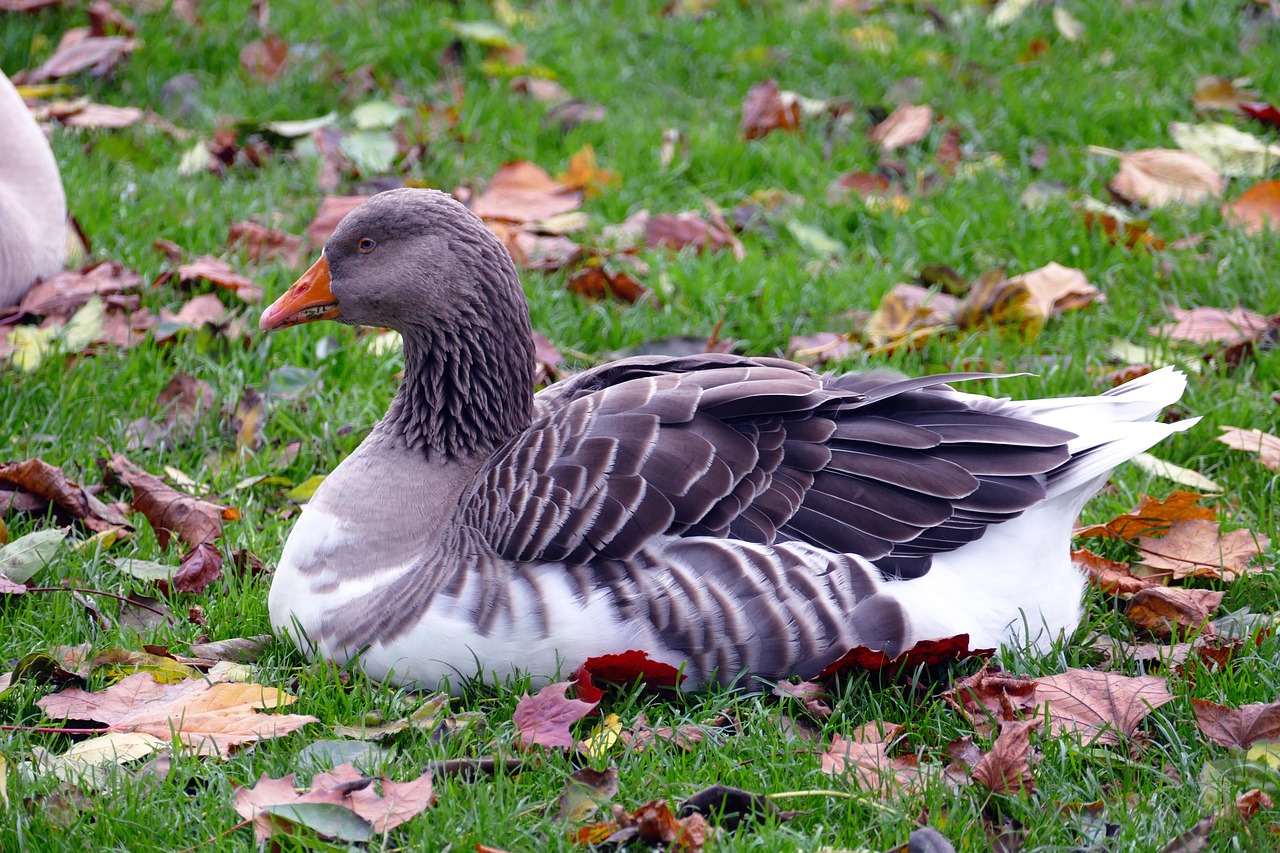 Goose Bird Geese - Free photo on Pixabay